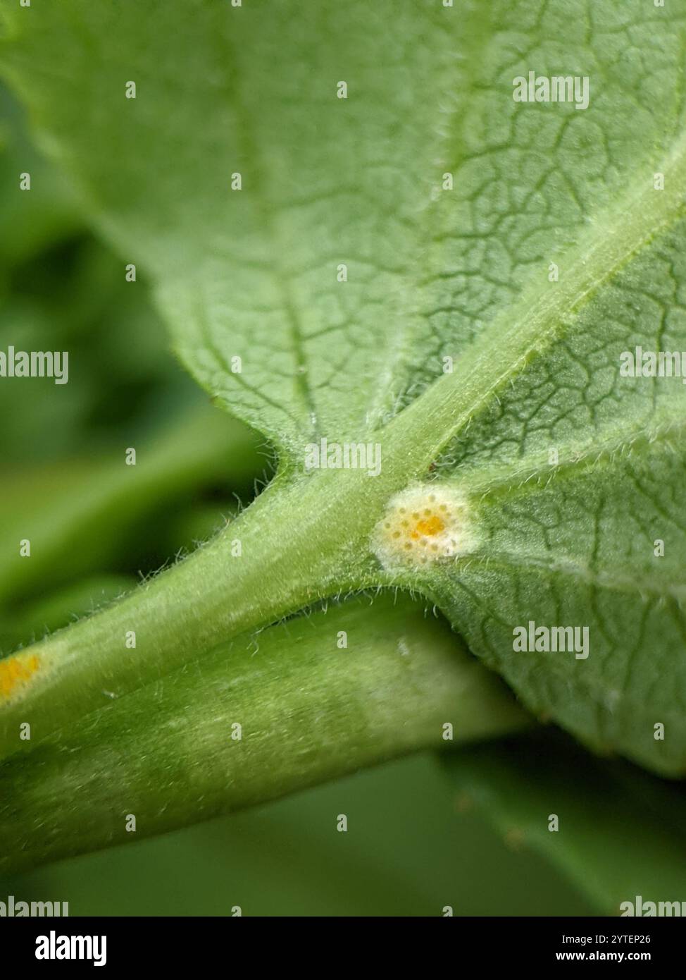Crown Rust (Puccinia coronata Stock Photo - Alamy