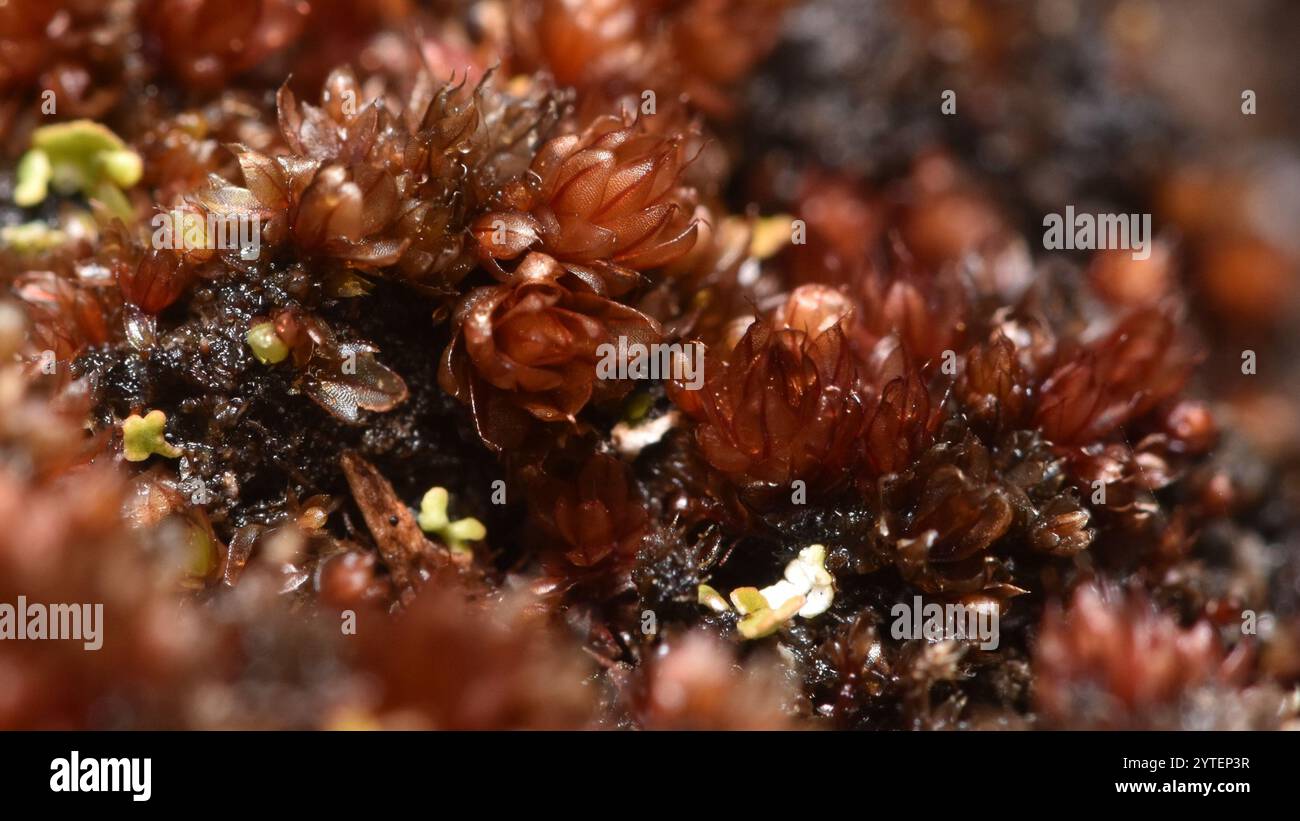Capillary Thread-moss (Ptychostomum capillare Stock Photo - Alamy