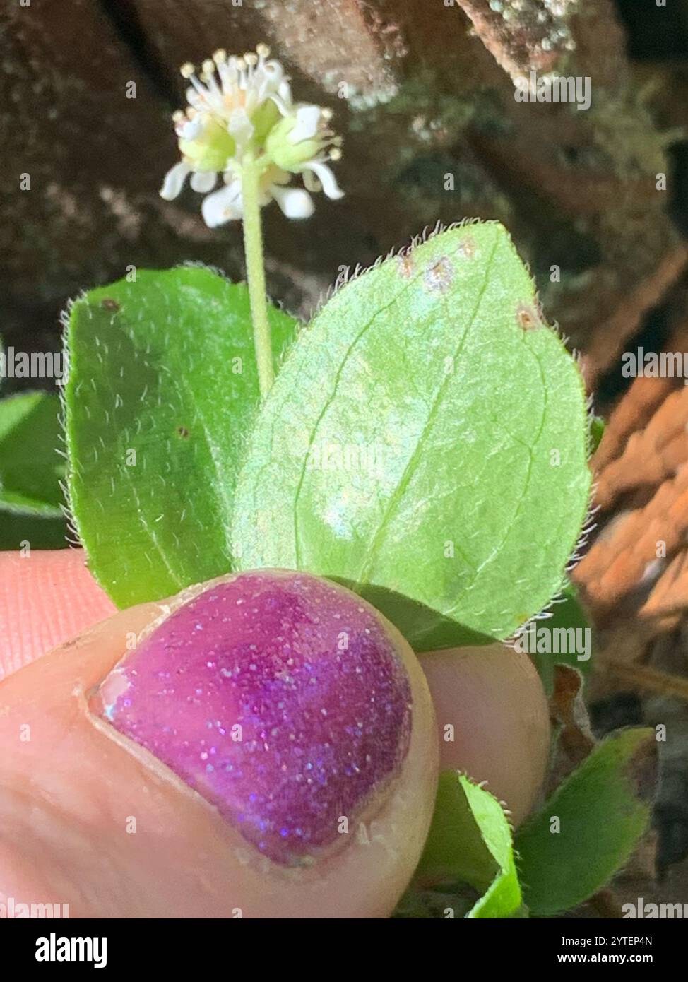 Whipplea modesta hi-res stock photography and images - Alamy