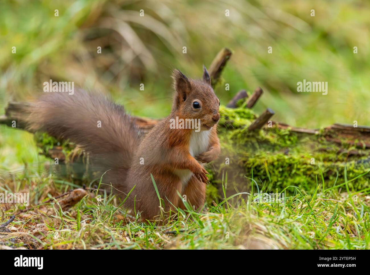 Snaizeholme squirrel trail hi-res stock photography and images - Alamy