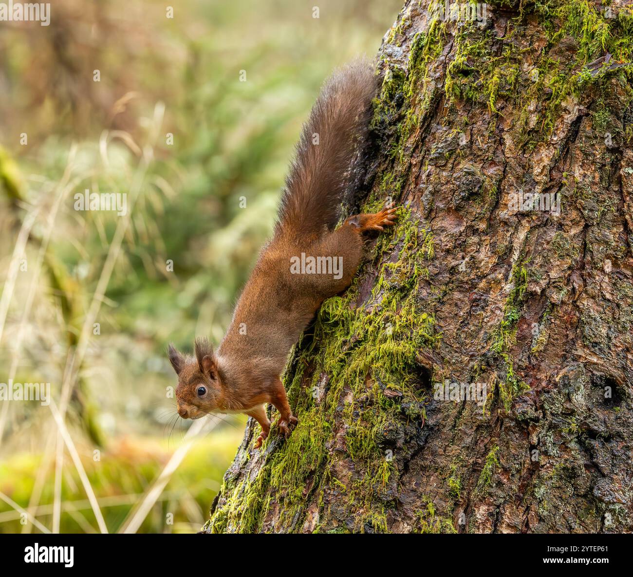 Red squirrel trail snaizeholme hi-res stock photography and images - Alamy