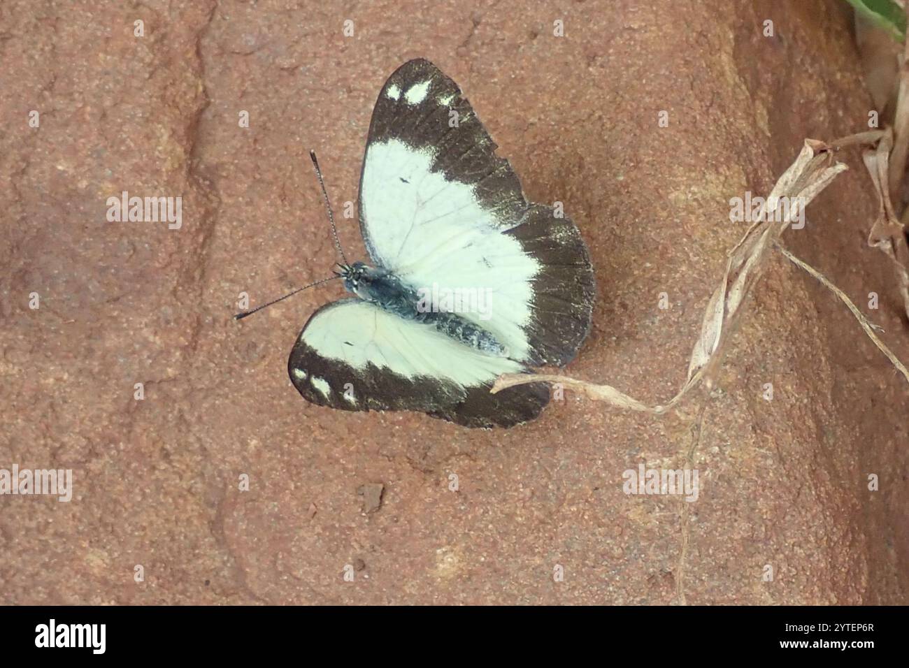 African Common White (Belenois creona severina Stock Photo - Alamy