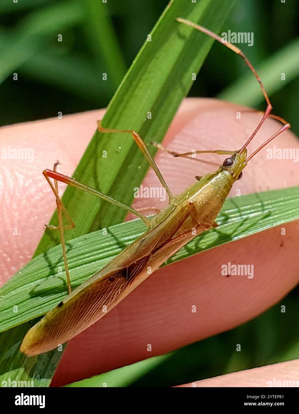 rice bugs (Stenocoris Stock Photo - Alamy