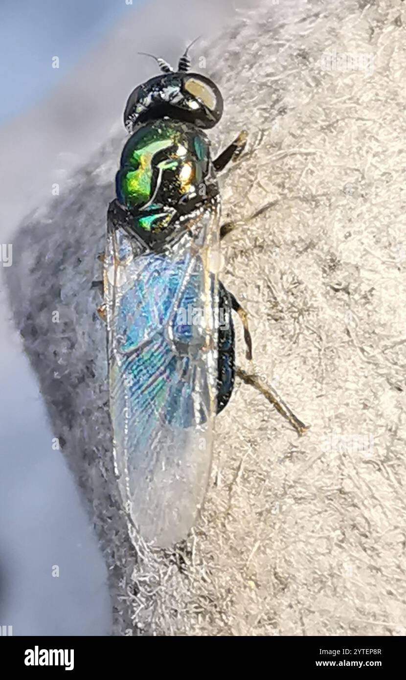 Black-horned Gem Fly (Microchrysa polita Stock Photo - Alamy