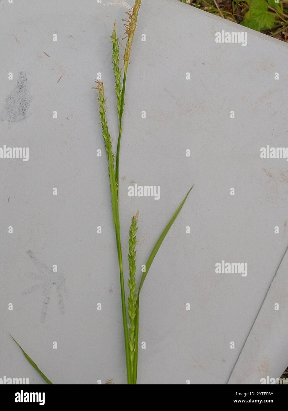 thin-spiked wood sedge (Carex strigosa Stock Photo - Alamy