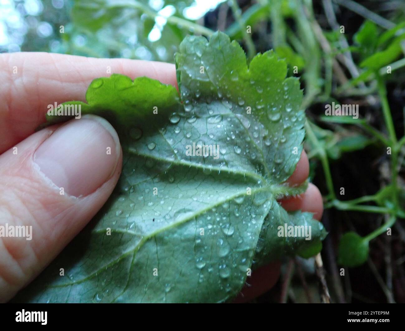 crevice alumroot (Heuchera micrantha Stock Photo - Alamy