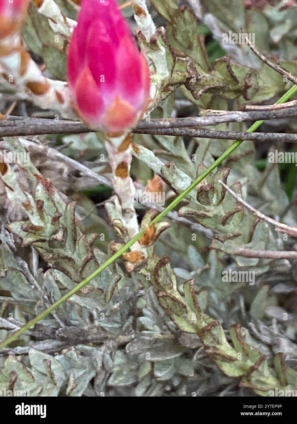 Pink Sewejaartjie (Syncarpha canescens Stock Photo - Alamy