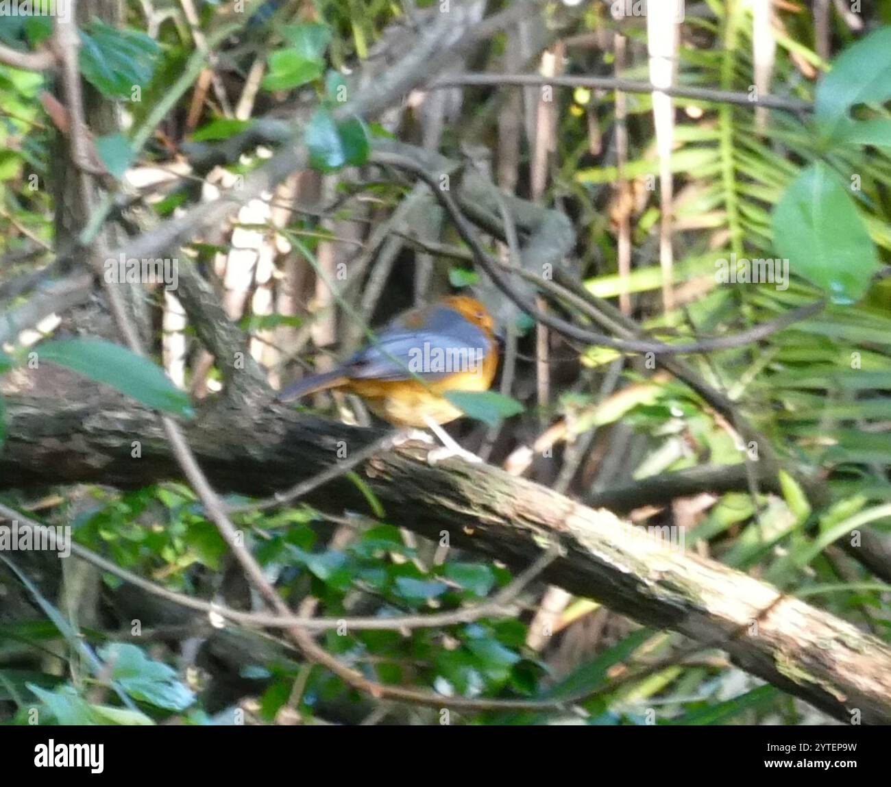 Red-capped Robin-Chat (Cossypha natalensis Stock Photo - Alamy