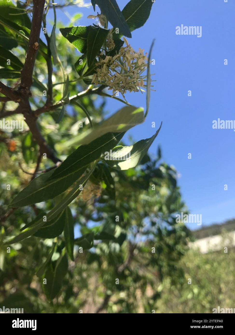 common hoptree (Ptelea trifoliata Stock Photo - Alamy