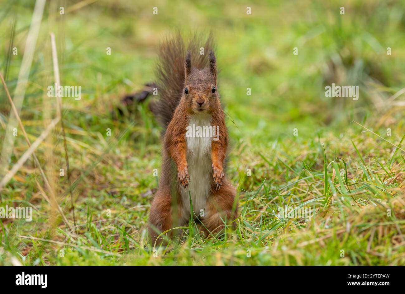 Snaizeholme squirrel trail hi-res stock photography and images - Alamy