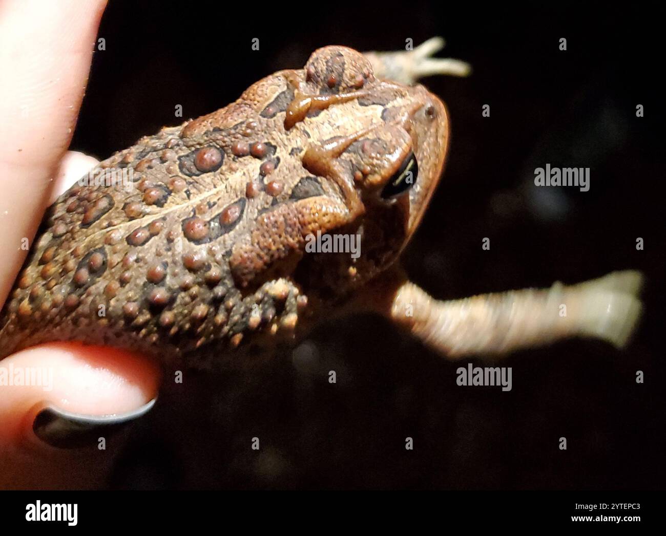 Southern Toad (Anaxyrus terrestris Stock Photo - Alamy