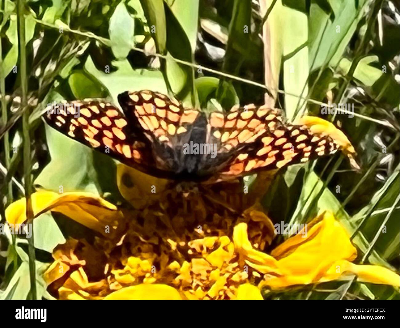 Northern Checkerspot (Chlosyne palla Stock Photo - Alamy