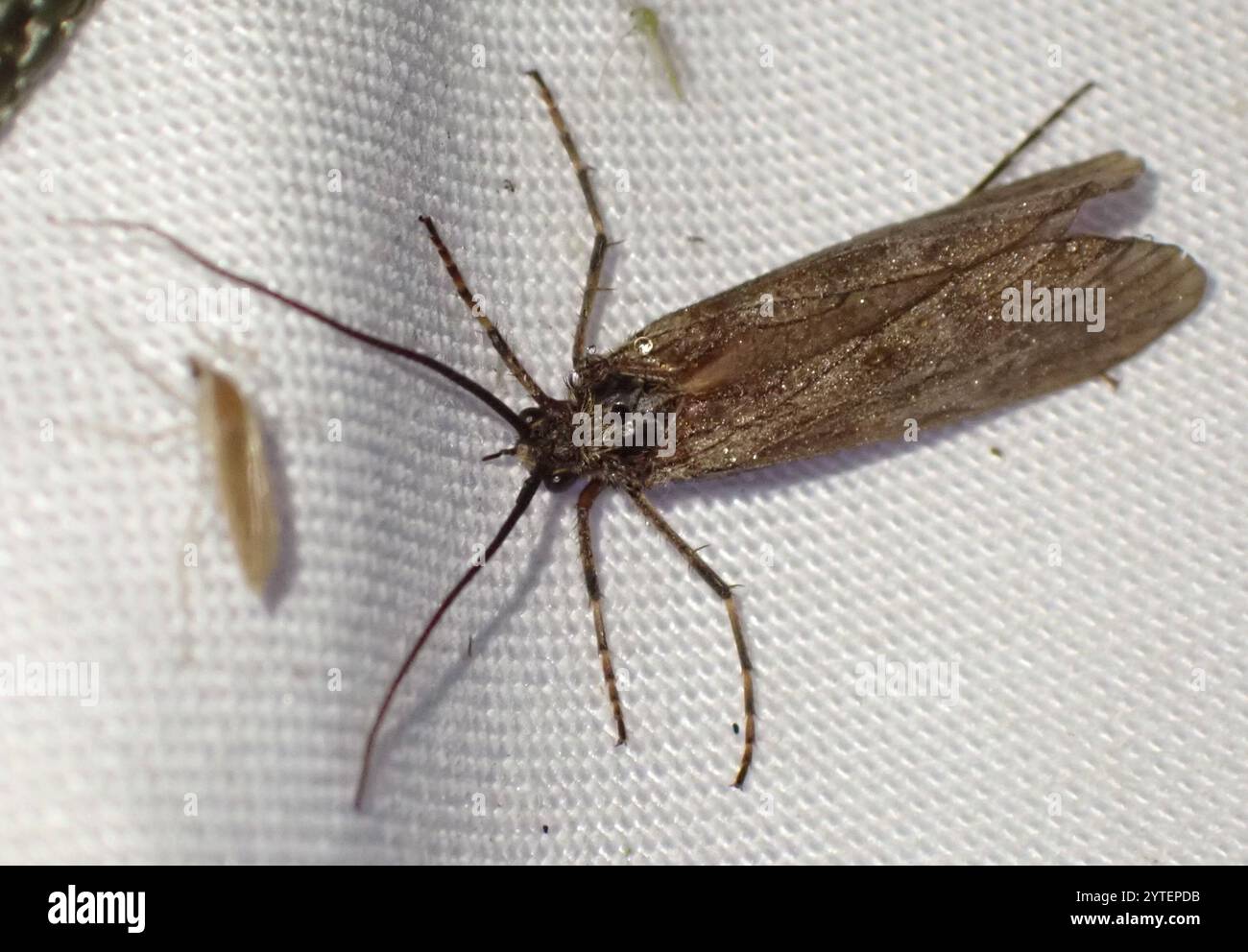 Giant Casemaker Caddisflies (Phryganeidae Stock Photo - Alamy