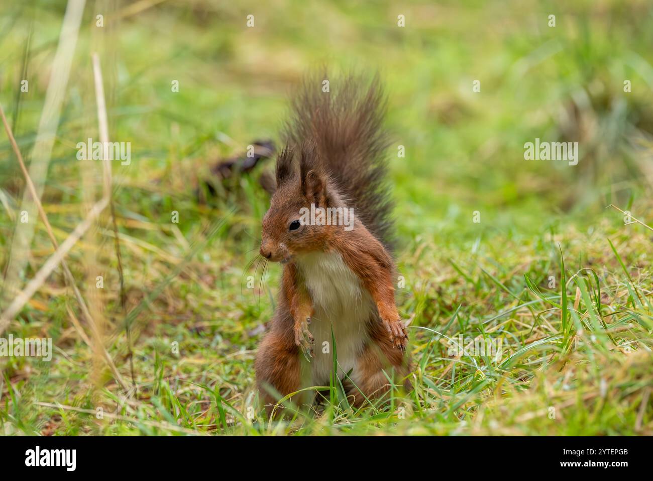 Red squirrel trail snaizeholme hi-res stock photography and images - Alamy