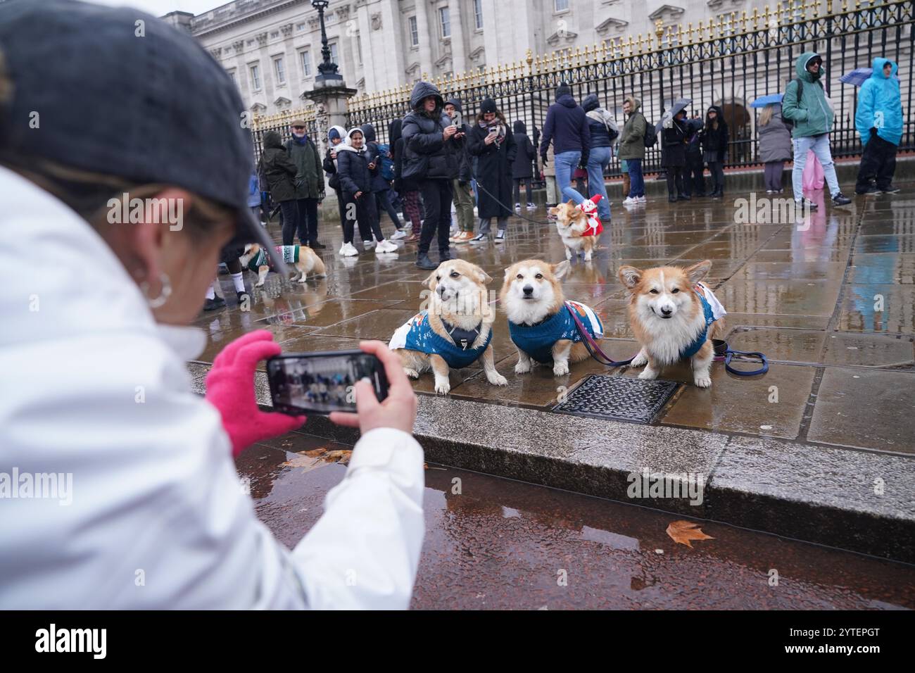 People and dogs take part in the London Christmas jumper corgi parade ...