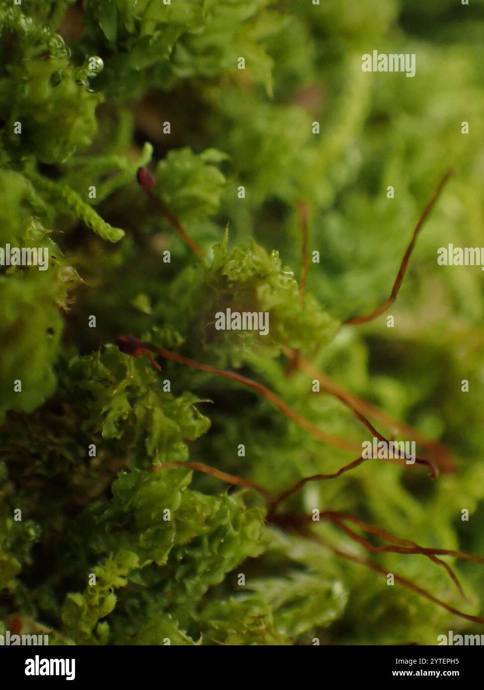 magnificent leafy moss (Plagiomnium venustum Stock Photo - Alamy