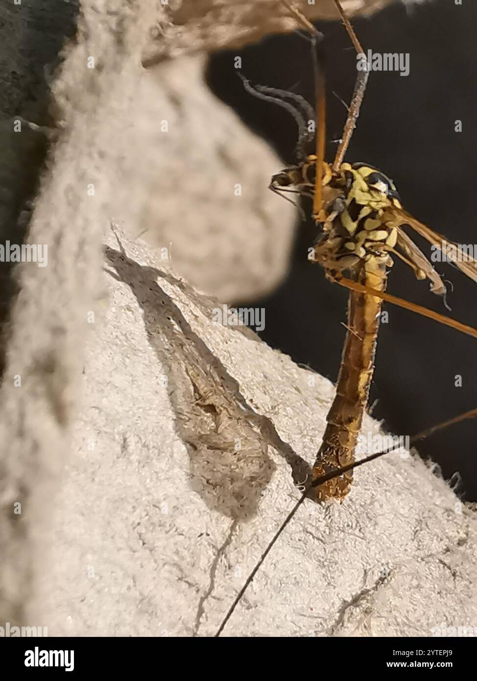 Spotted Cranefly (Nephrotoma appendiculata Stock Photo - Alamy