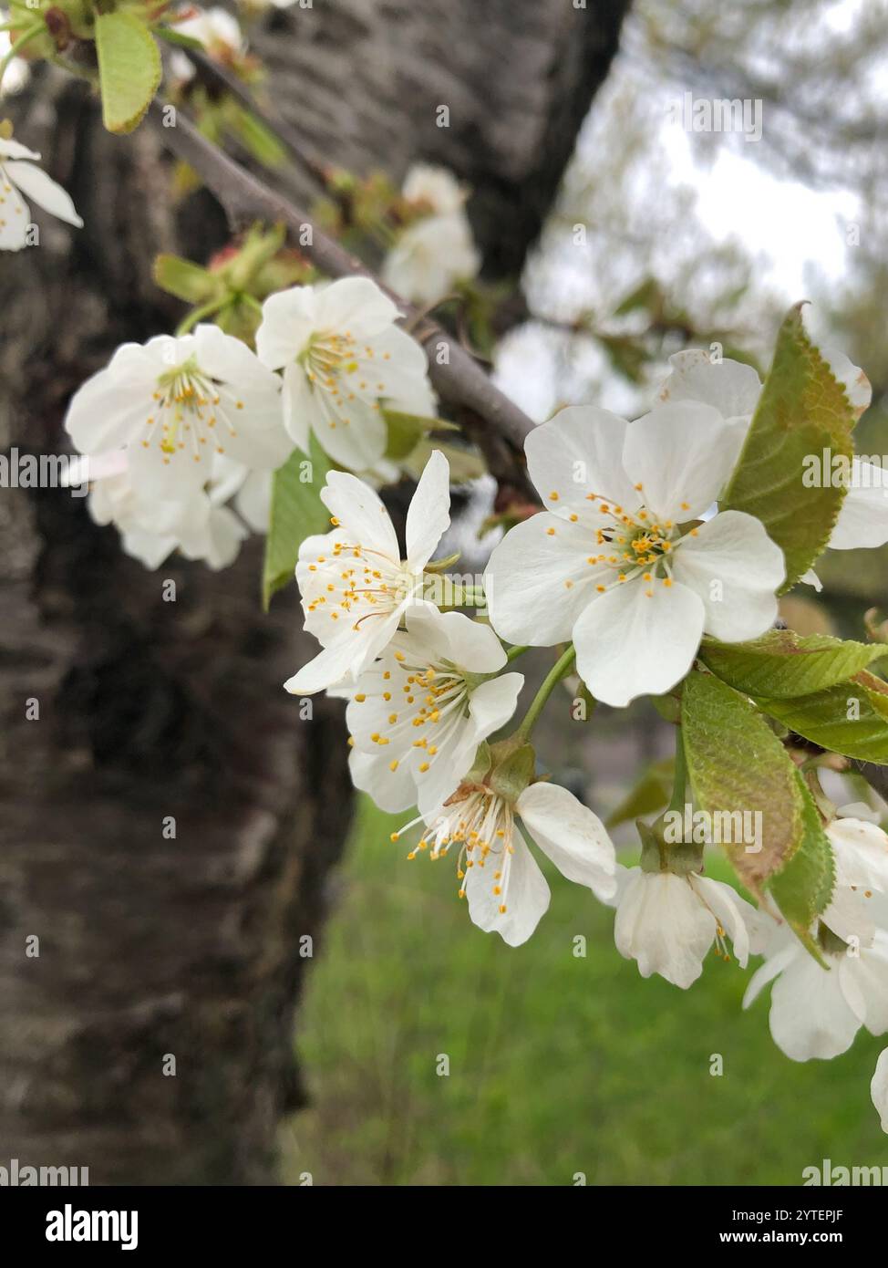 wild cherry (Prunus avium Stock Photo - Alamy