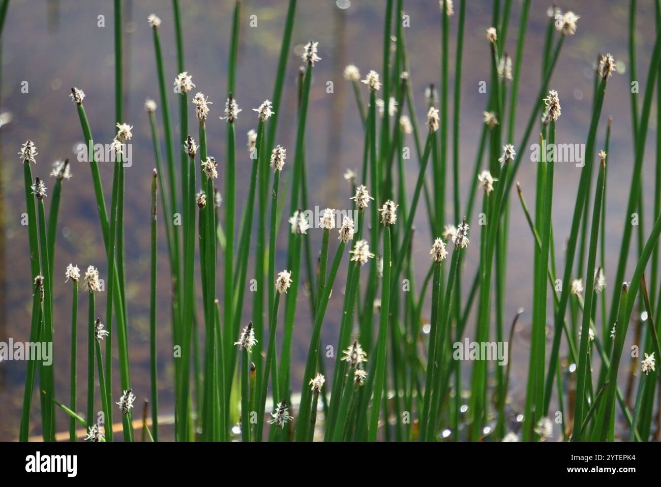 common spikerush (Eleocharis palustris Stock Photo - Alamy