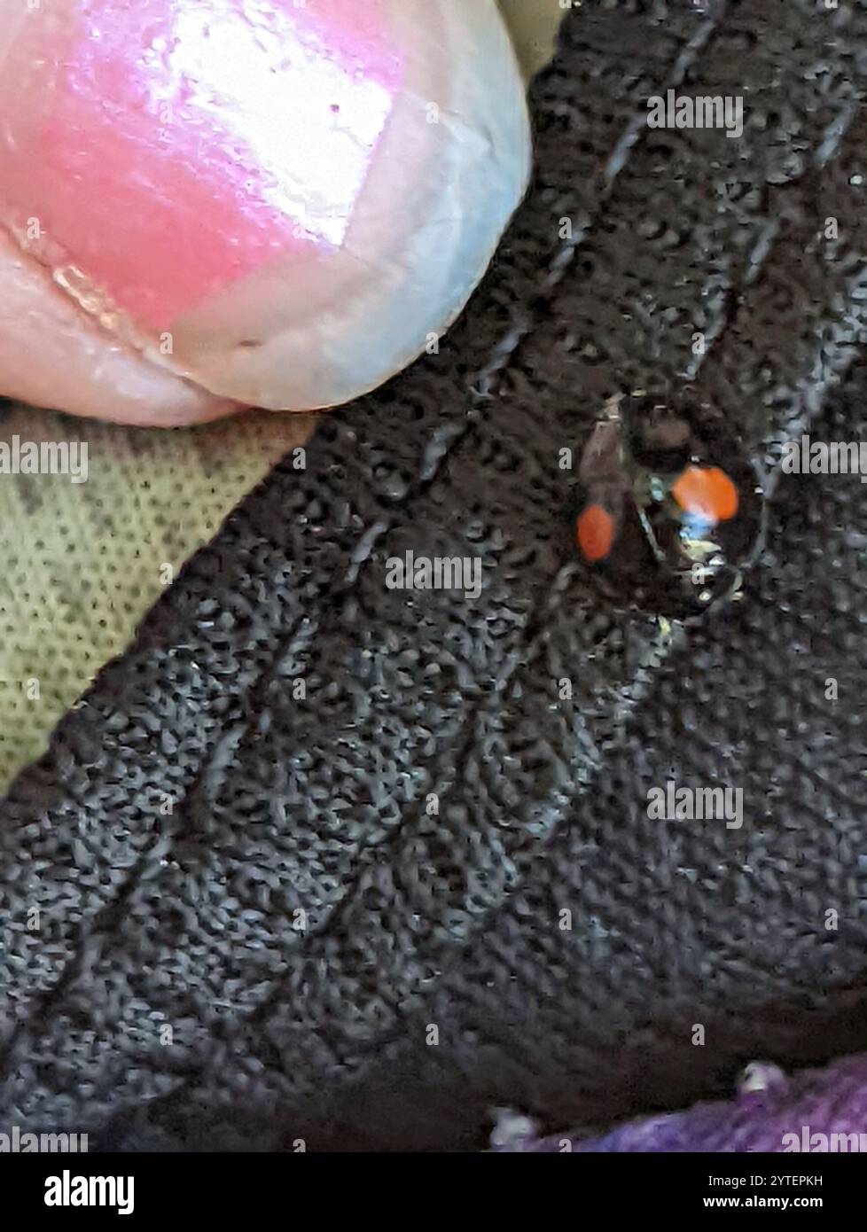 Twice-stabbed Lady Beetles (Chilocorus Stock Photo - Alamy