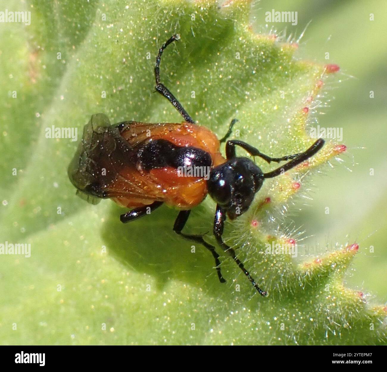 Argid sawflies hi-res stock photography and images - Alamy