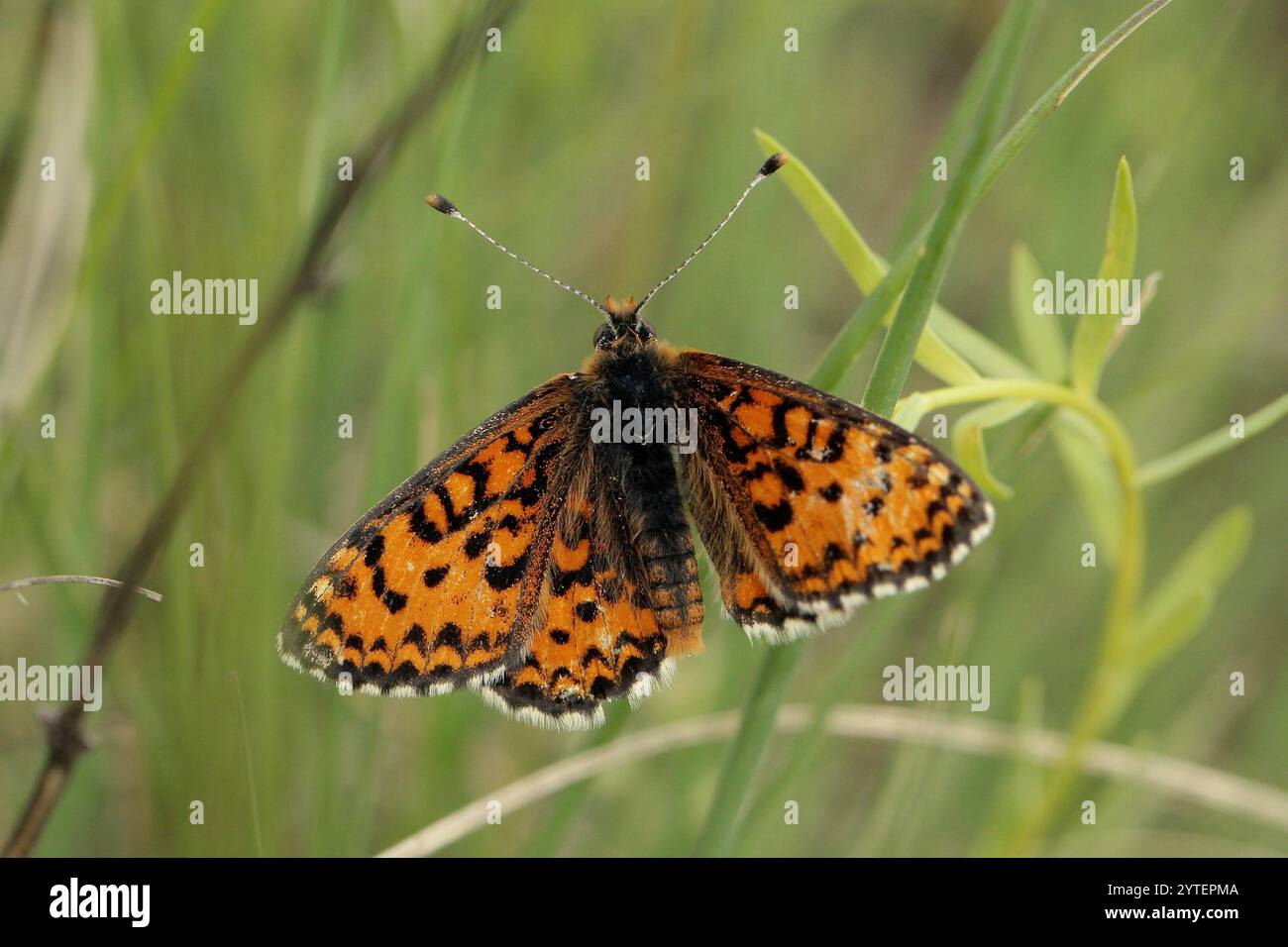 Lesser Spotted Fritillary (Melitaea trivia Stock Photo - Alamy