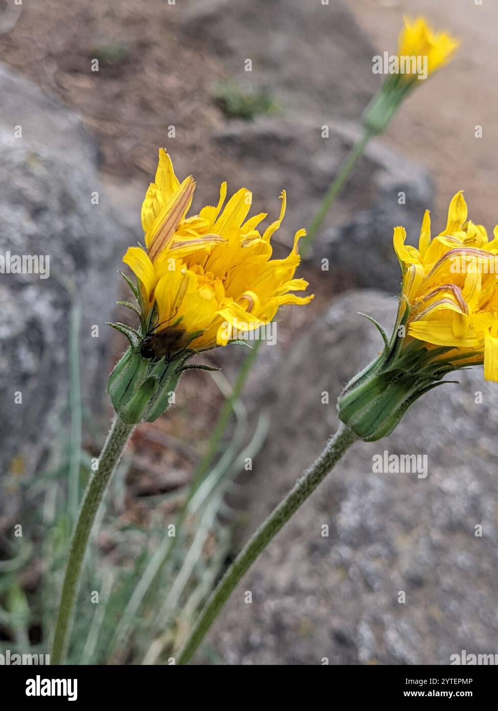spearleaf agoseris (Agoseris retrorsa Stock Photo - Alamy