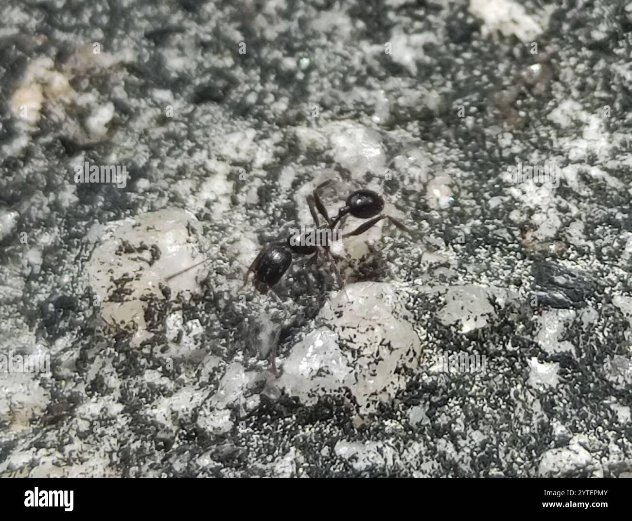 Collared Ants (Aphaenogaster Stock Photo - Alamy