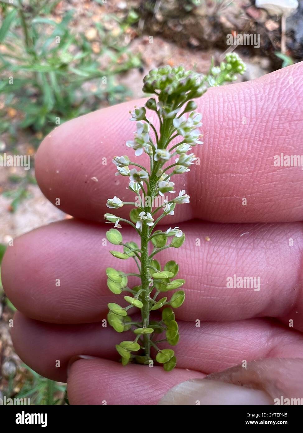 Virginia pepperweed (Lepidium virginicum Stock Photo - Alamy
