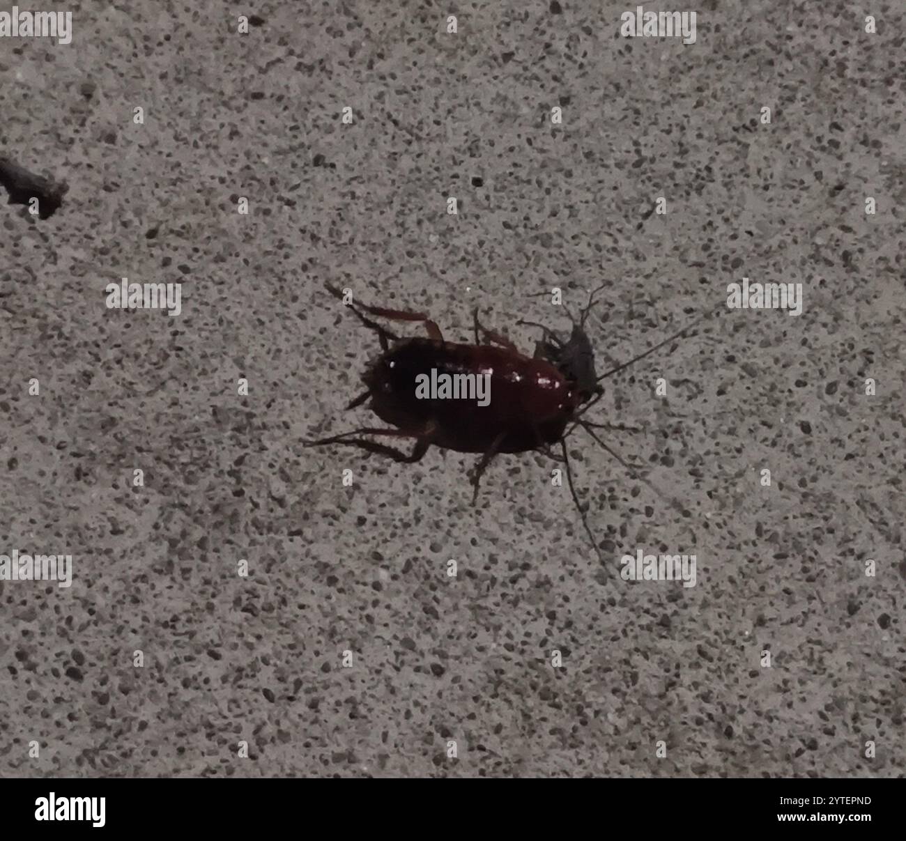 Turkestan Cockroach (Periplaneta lateralis Stock Photo - Alamy