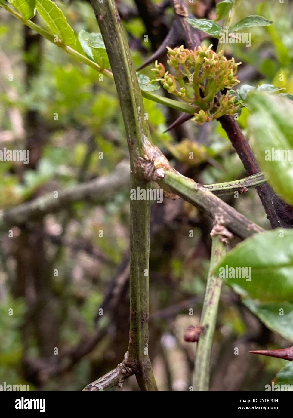 Italian Jasmine (Chrysojasminum humile Stock Photo - Alamy
