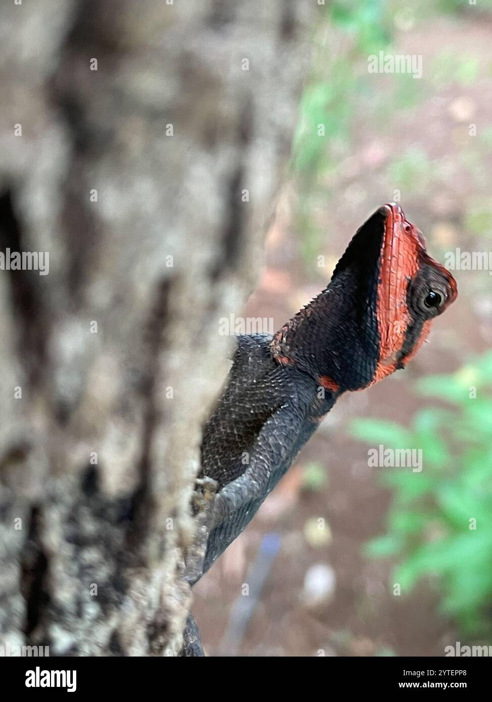 Roux's Forest Lizard (Monilesaurus rouxii Stock Photo - Alamy
