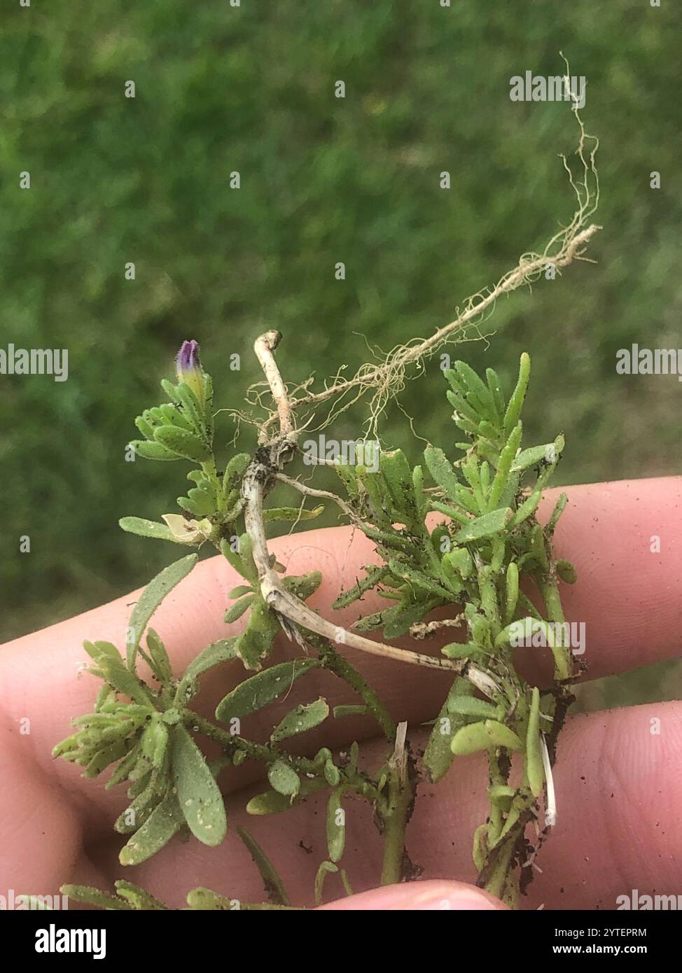 seaside petunia (Calibrachoa parviflora Stock Photo - Alamy
