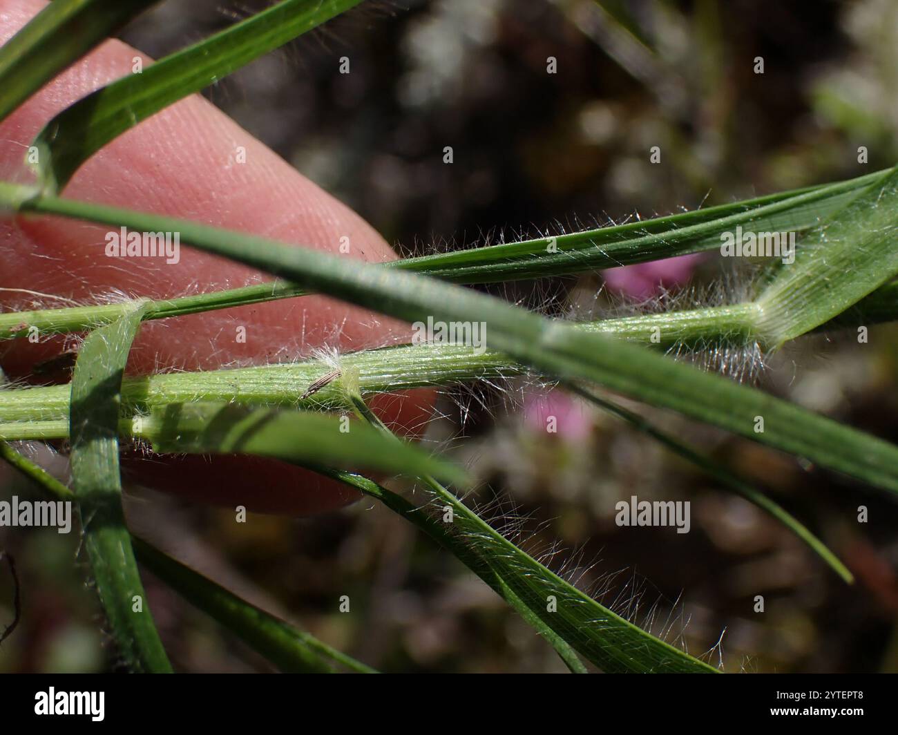 California oatgrass (Danthonia californica Stock Photo - Alamy