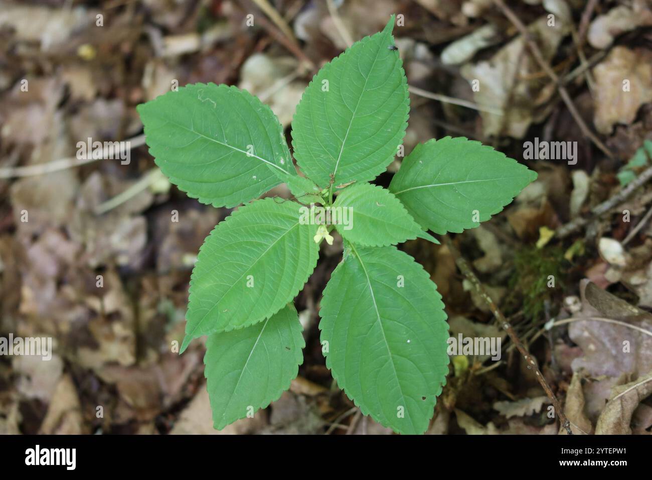 small balsam (Impatiens parviflora Stock Photo - Alamy