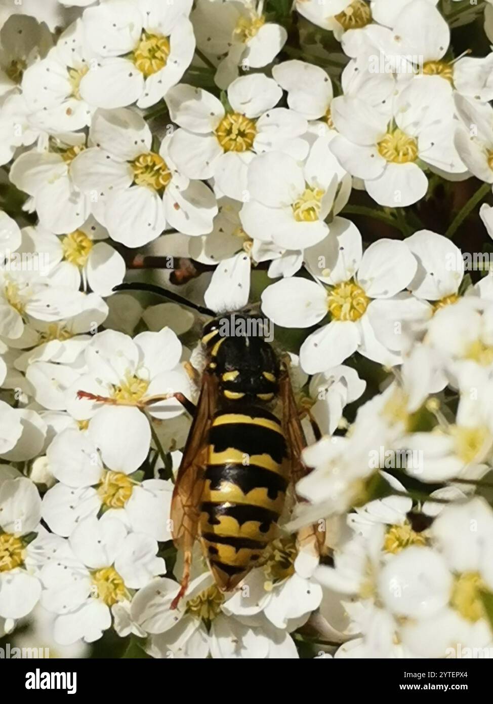 Common European Yellowjacket (Vespula vulgaris Stock Photo - Alamy