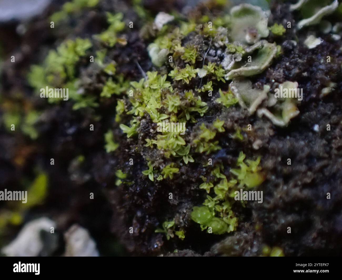 (Tortula muralis obtusifolia Stock Photo - Alamy