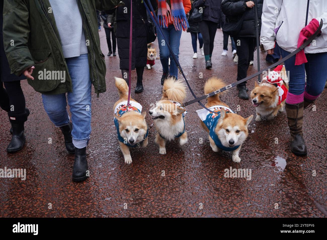 People and dogs take part in the London Christmas jumper corgi parade ...