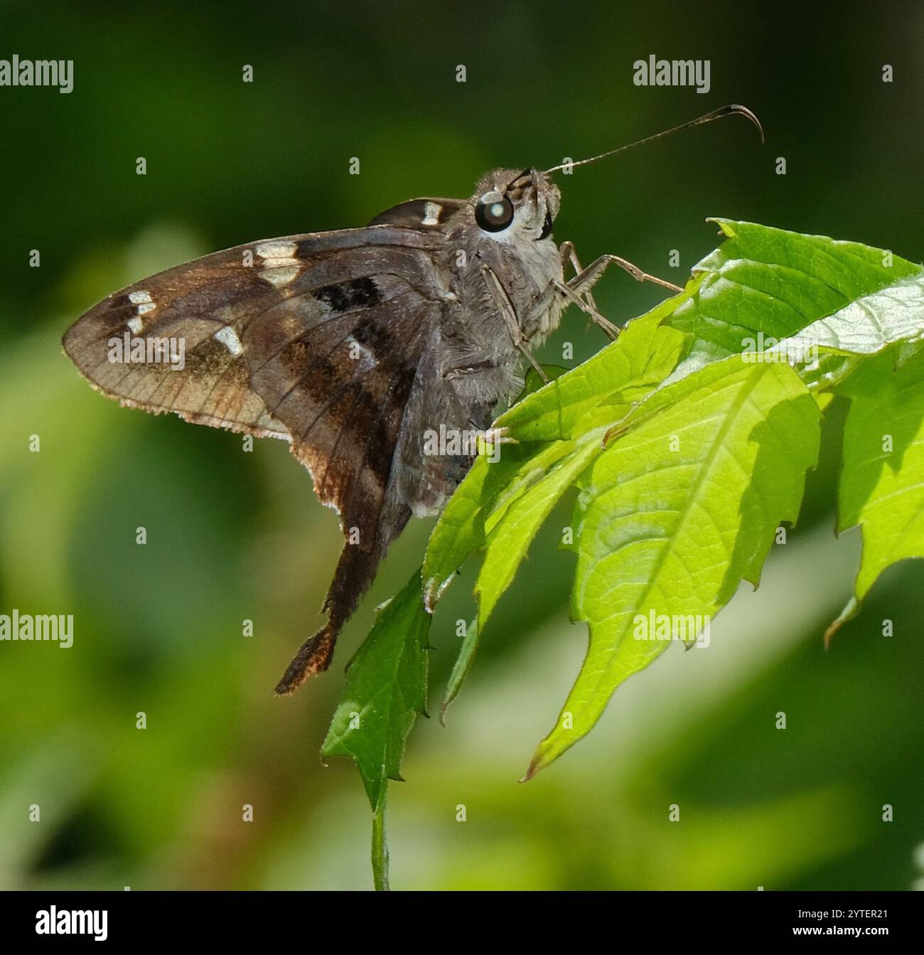 Long-tailed Skipper (Urbanus proteus Stock Photo - Alamy