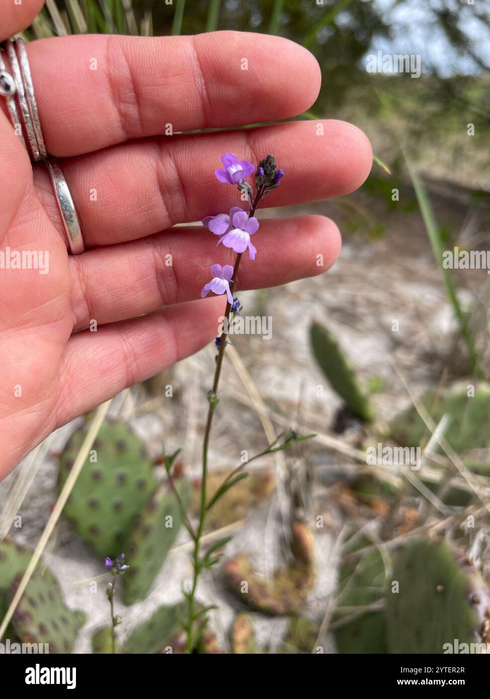 blue toadflax (Nuttallanthus canadensis Stock Photo - Alamy