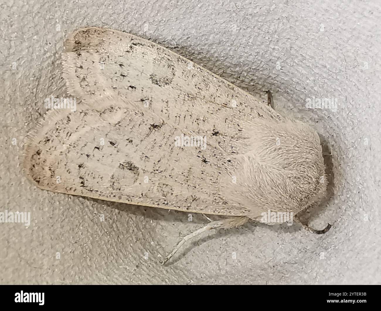 Powdered quaker hi-res stock photography and images - Alamy