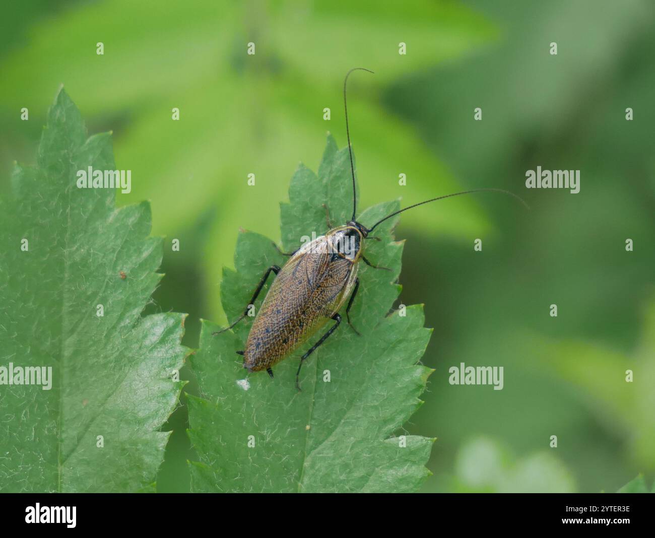 Forest Cockroach (Ectobius sylvestris Stock Photo - Alamy