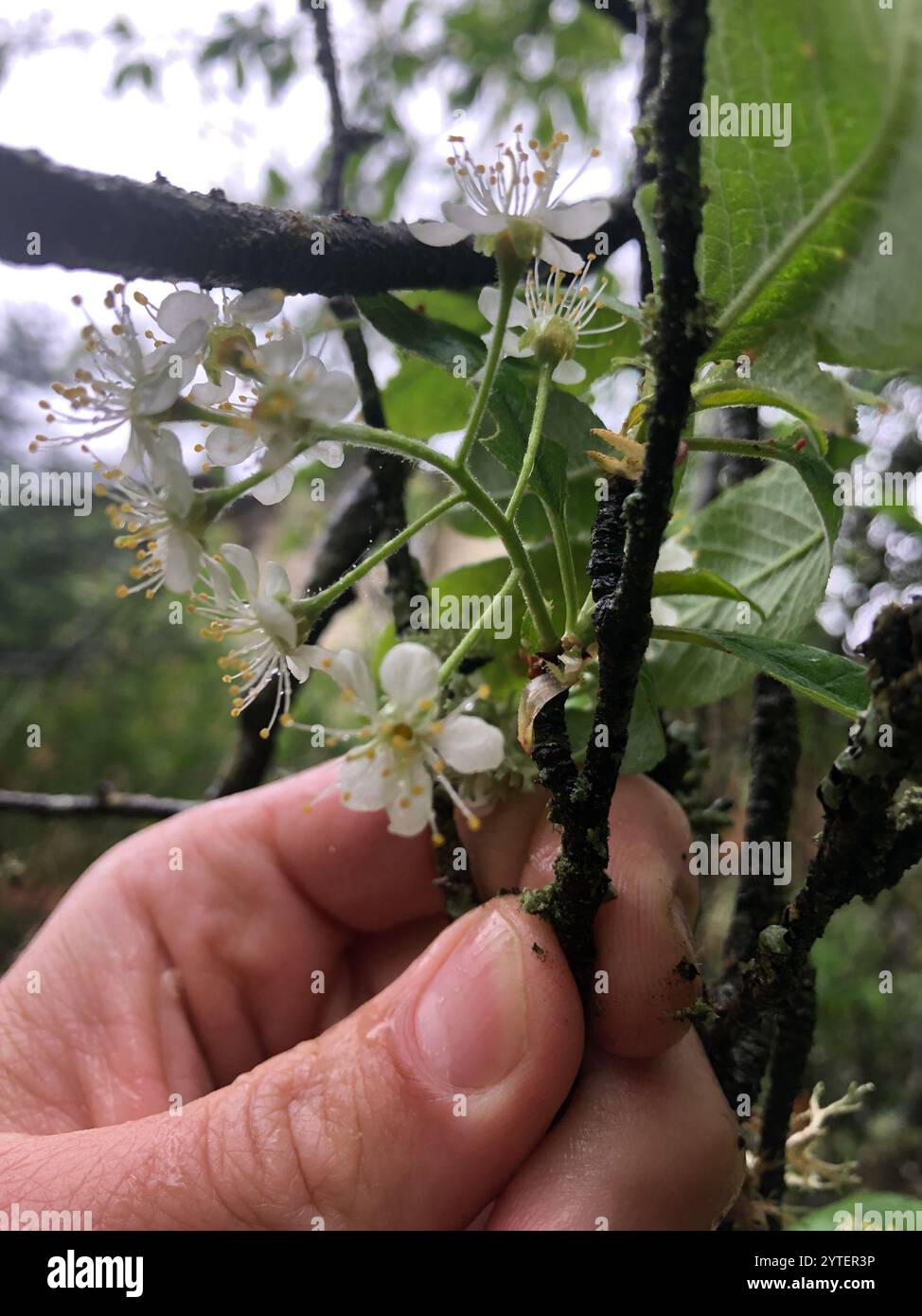 Bitter cherry (Prunus emarginata Stock Photo - Alamy
