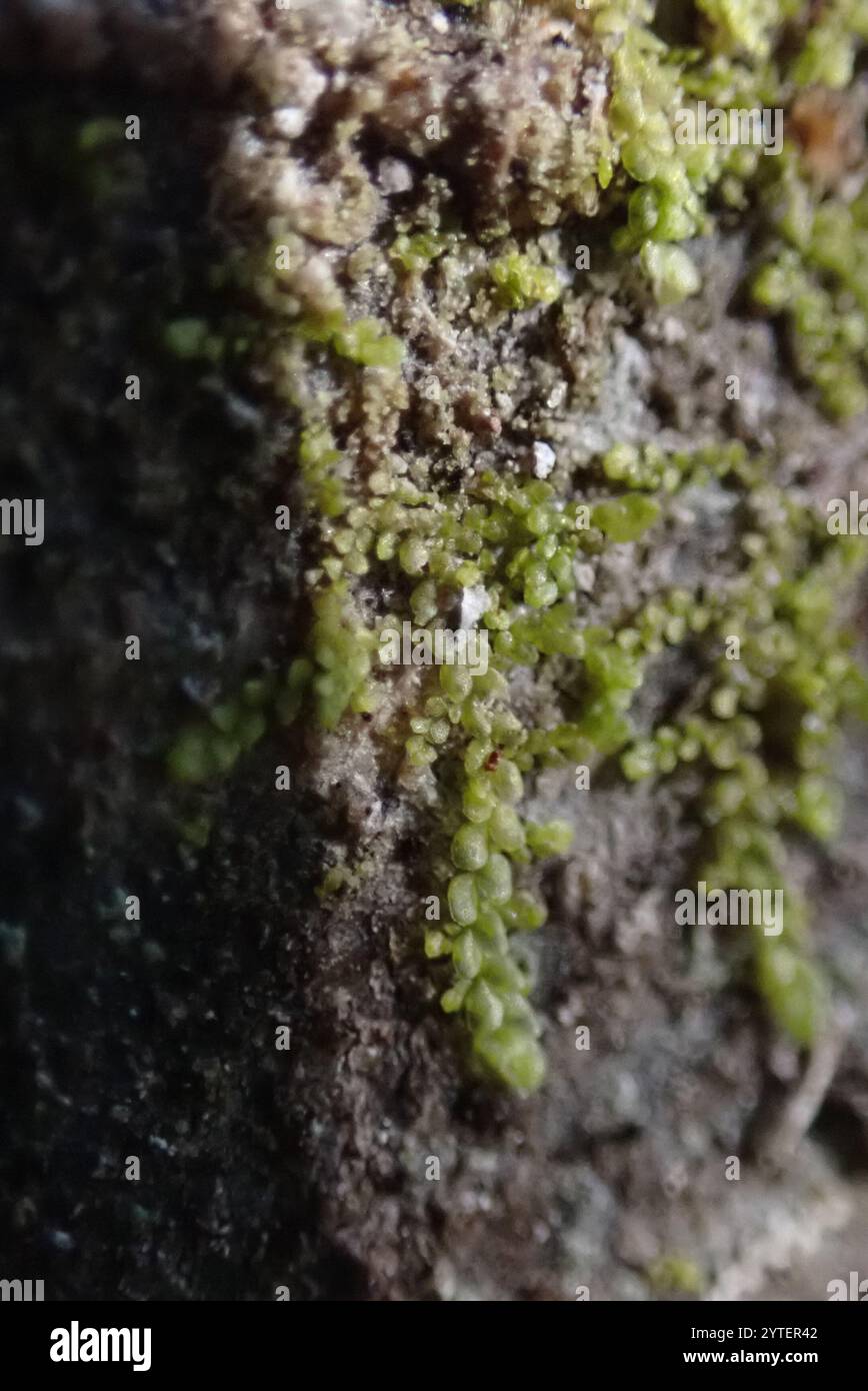 (Radula obtusiloba polyclada Stock Photo - Alamy