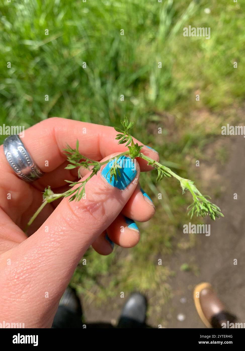 common soliva (Soliva sessilis Stock Photo - Alamy