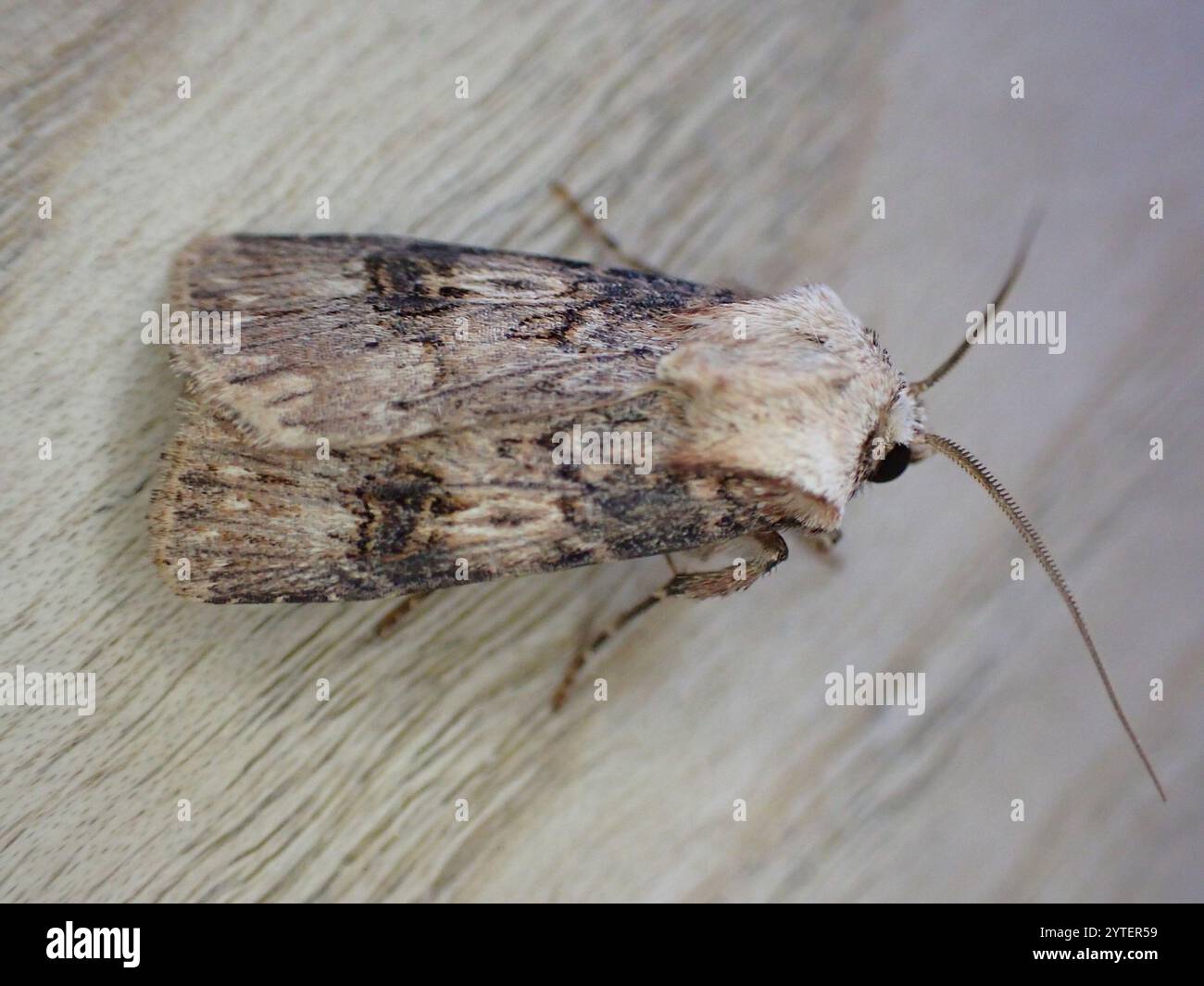 Shuttle-shaped Dart (Agrotis puta Stock Photo - Alamy