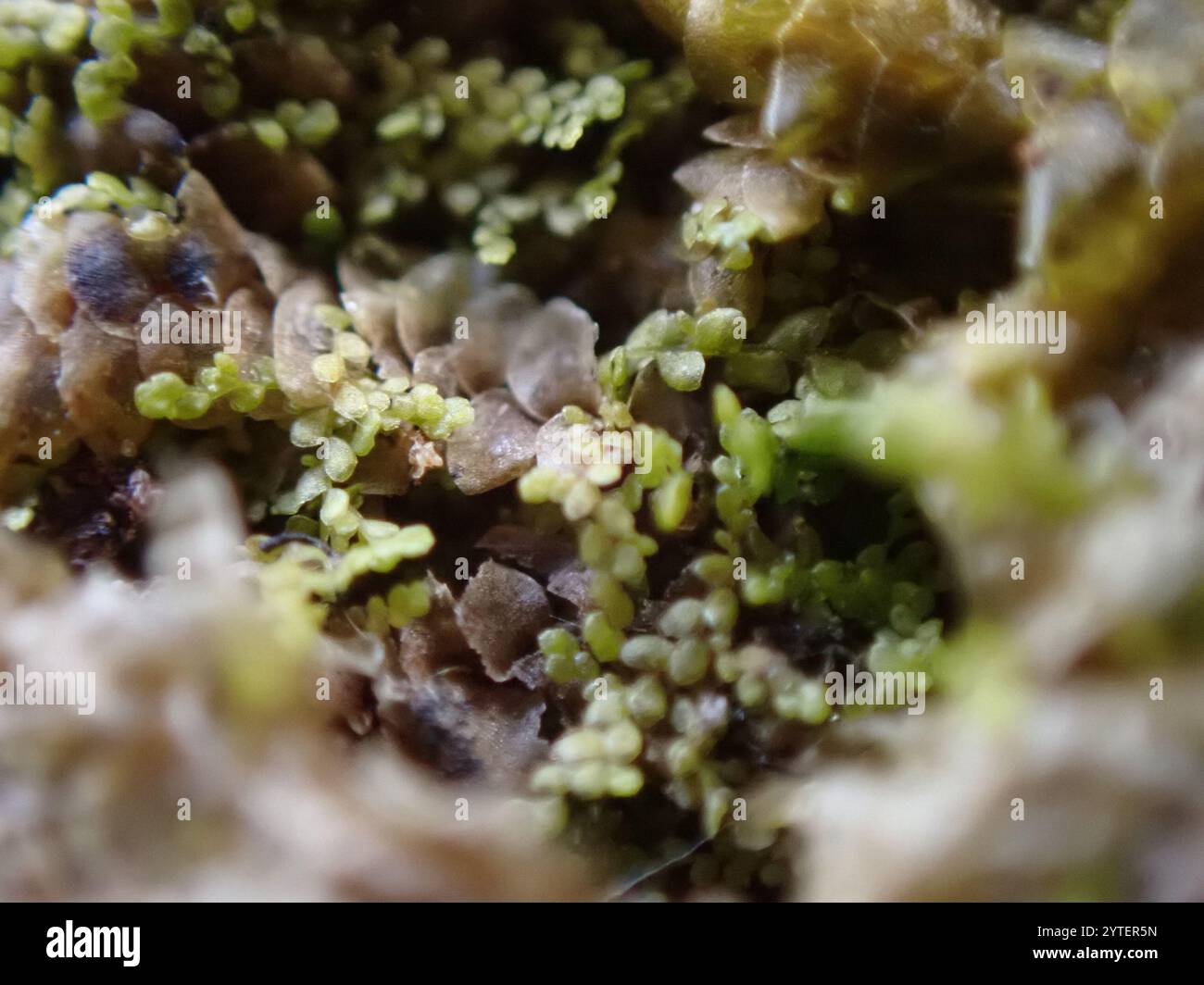 (Radula obtusiloba polyclada Stock Photo - Alamy