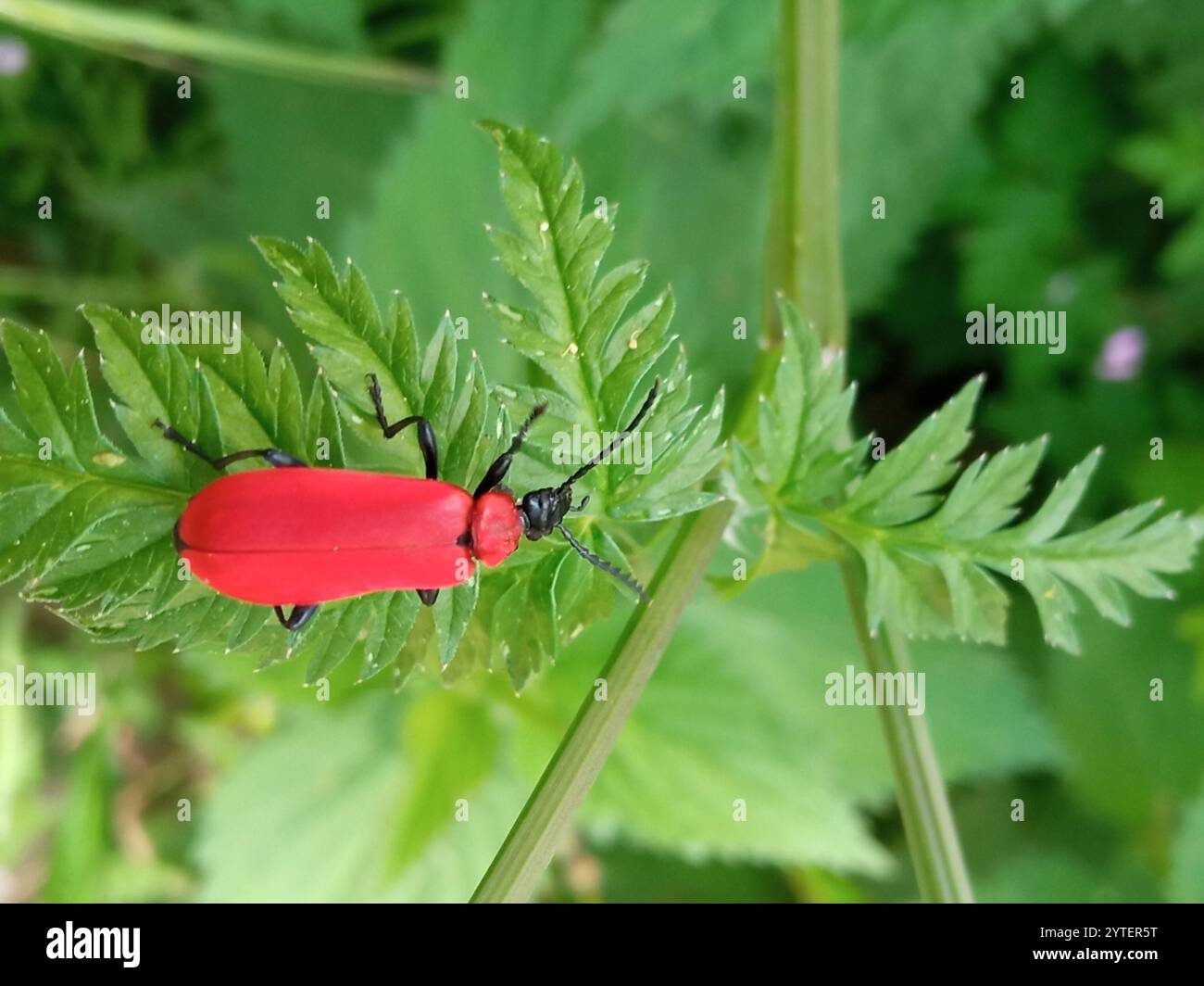 Black-headed Cardinal Beetle (Pyrochroa coccinea Stock Photo - Alamy