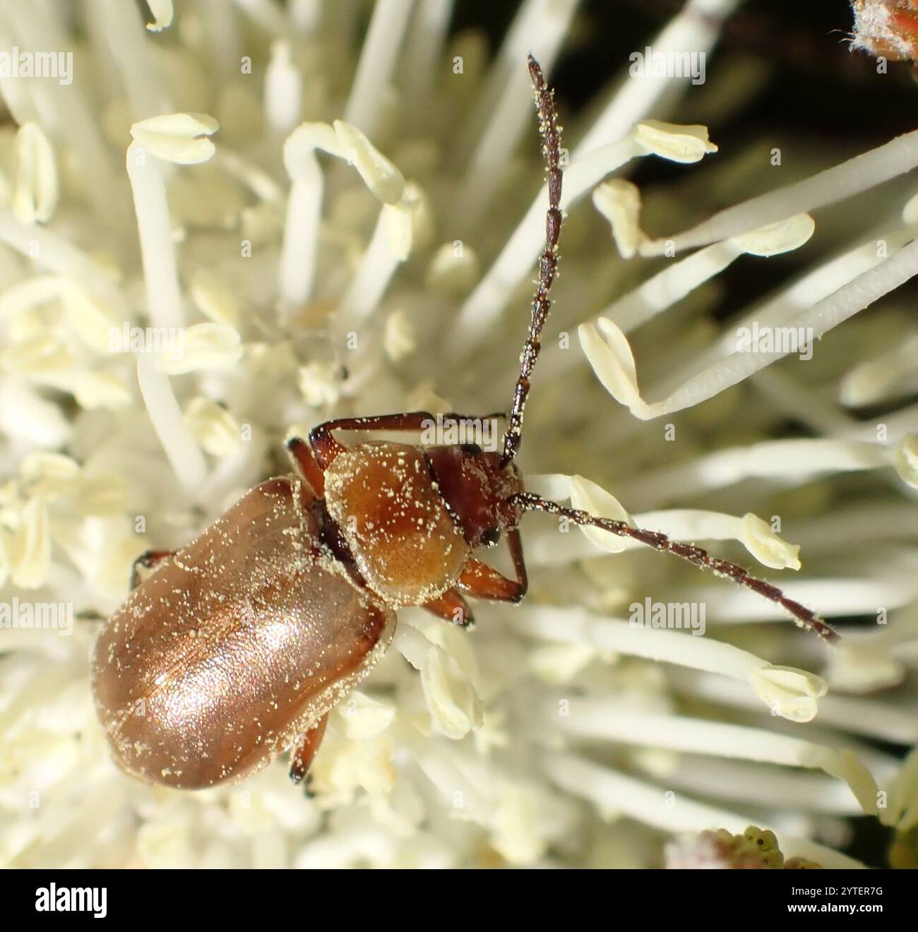 Swollen Restio Beetles (Pseudorupilia Stock Photo - Alamy