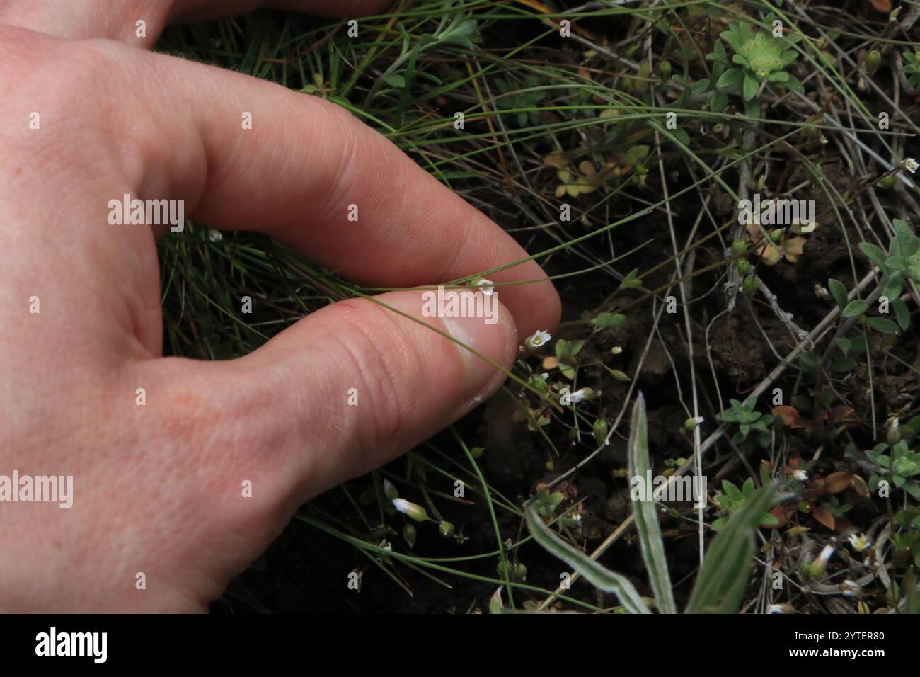 western hawkweed (Hieracium scouleri Stock Photo - Alamy